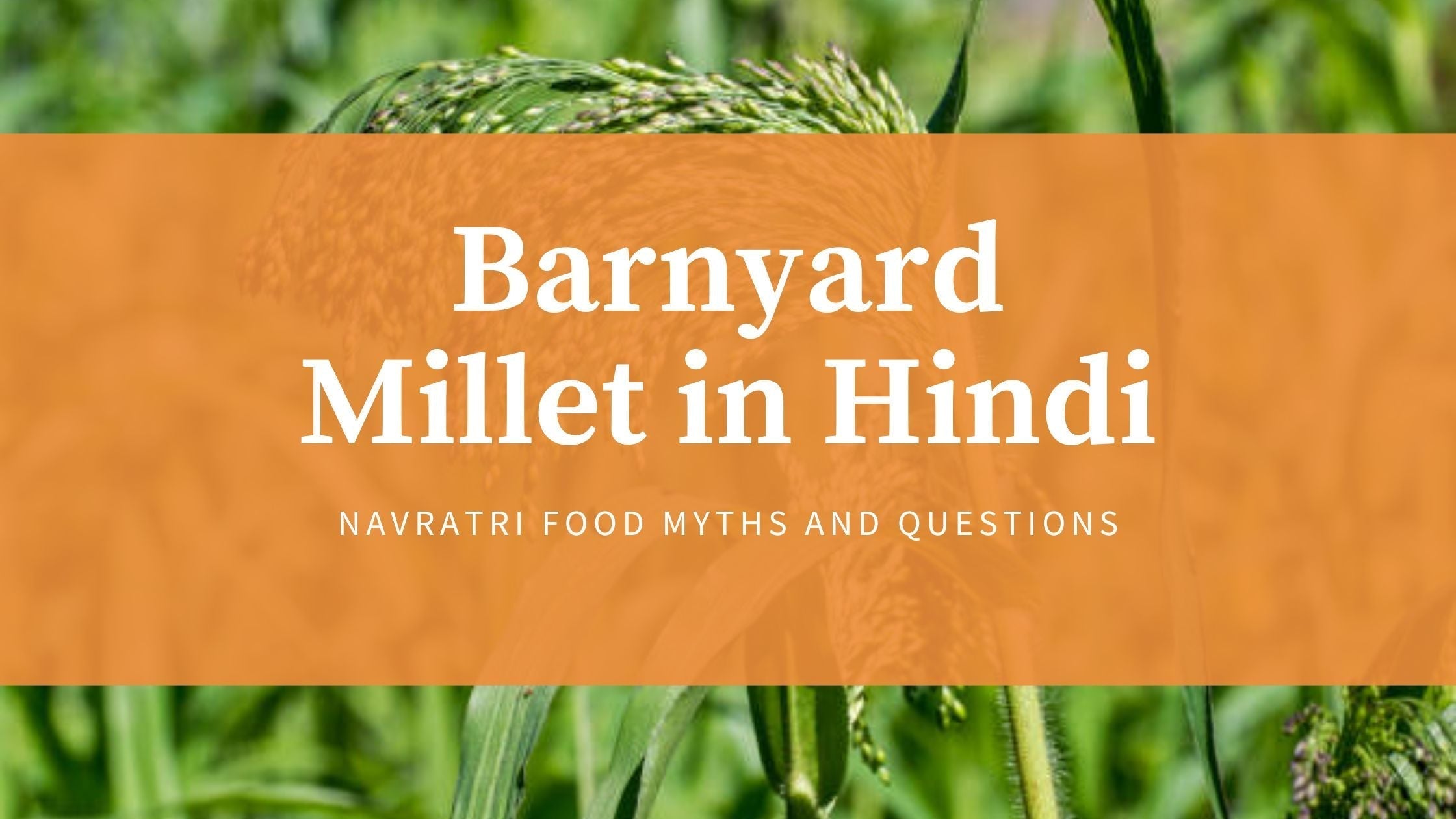 Barnyard millet in hindi – Golden Millets