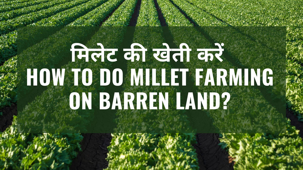 ALL About Millets – Golden Millets
