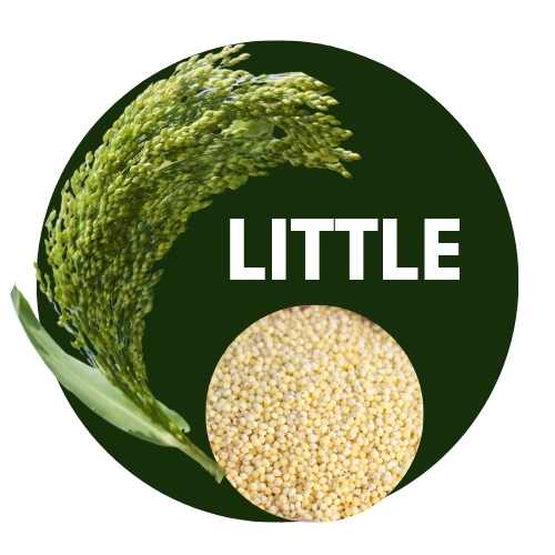 Little Millet – Golden Millets