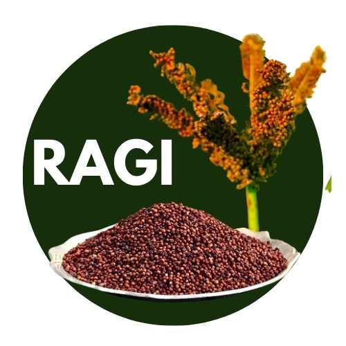 Ragi millet – Golden Millets