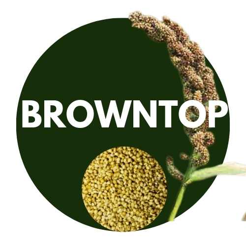 Browntop Millet (Hari kangani) – Golden Millets