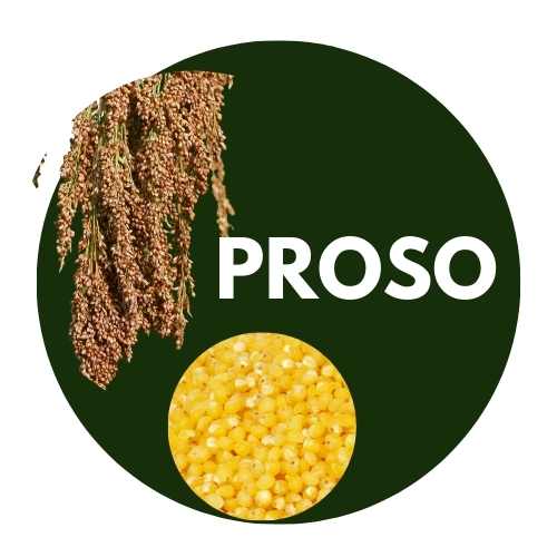 Proso Millet – Golden Millets
